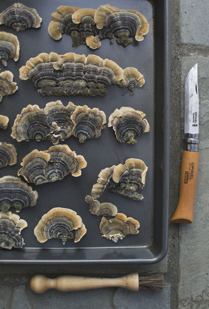 Turkey Tail Tea Time - Yvonne Cornell